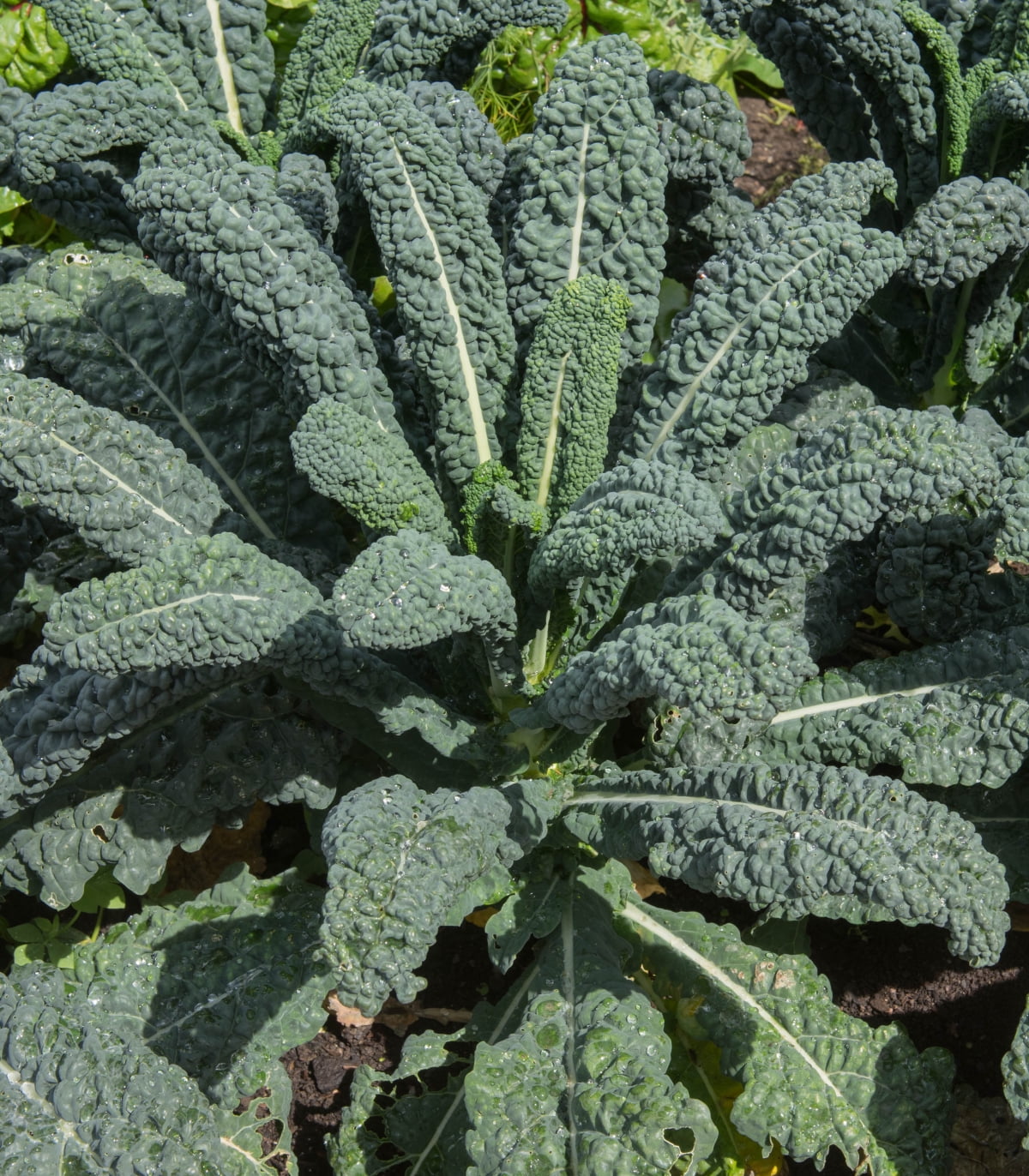 Earthcare Seeds - Kale Italian Lacinato Nero di Toscana 500 Seeds ...