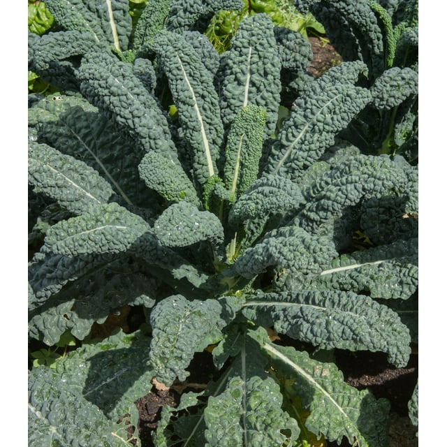 Earthcare Seeds - Kale Italian Lacinato Nero di Toscana 500 Seeds ...