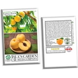 Lovell Peach Tree Seeds for Planting, (Prunus persica), 2 Heirloom ...