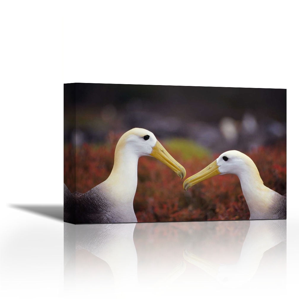 Waved Albatross courtship display, Galapagos Islands, Ecuador ...