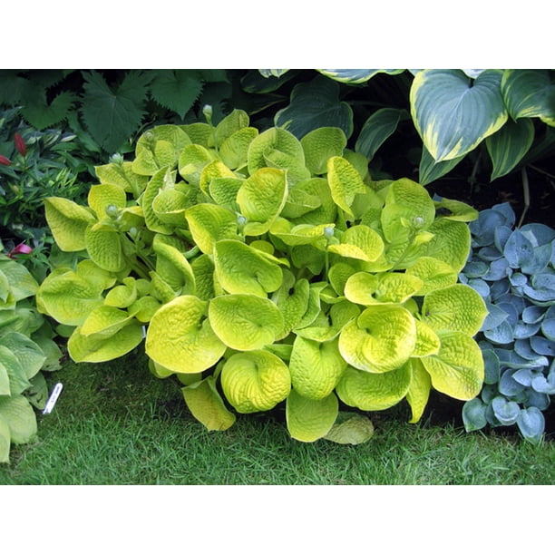 Maui Buttercups Hosta - Quart Pot - Walmart.com