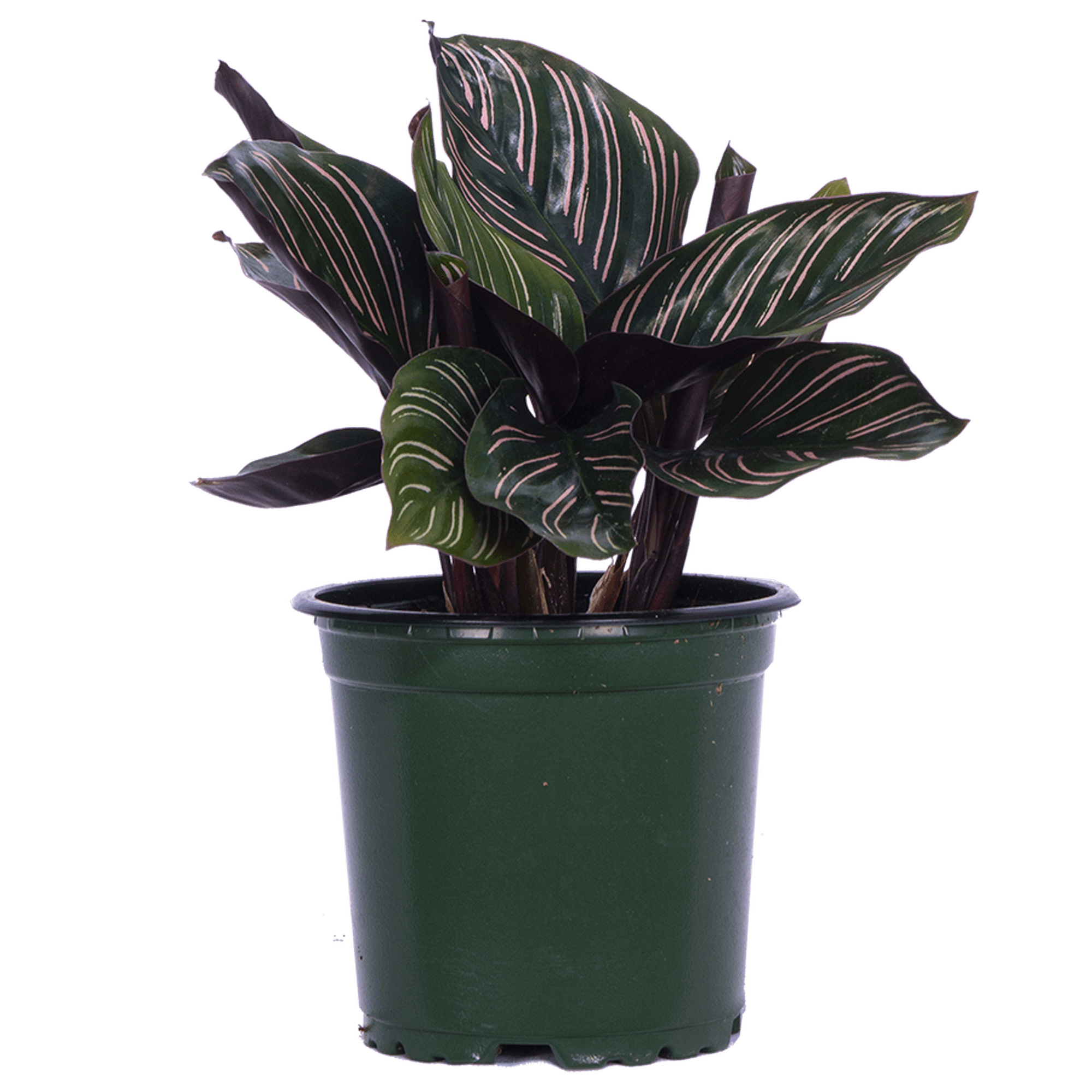Click here for Plantsome Calathea Ornata (S) Live Plants In 4 Gro... prices