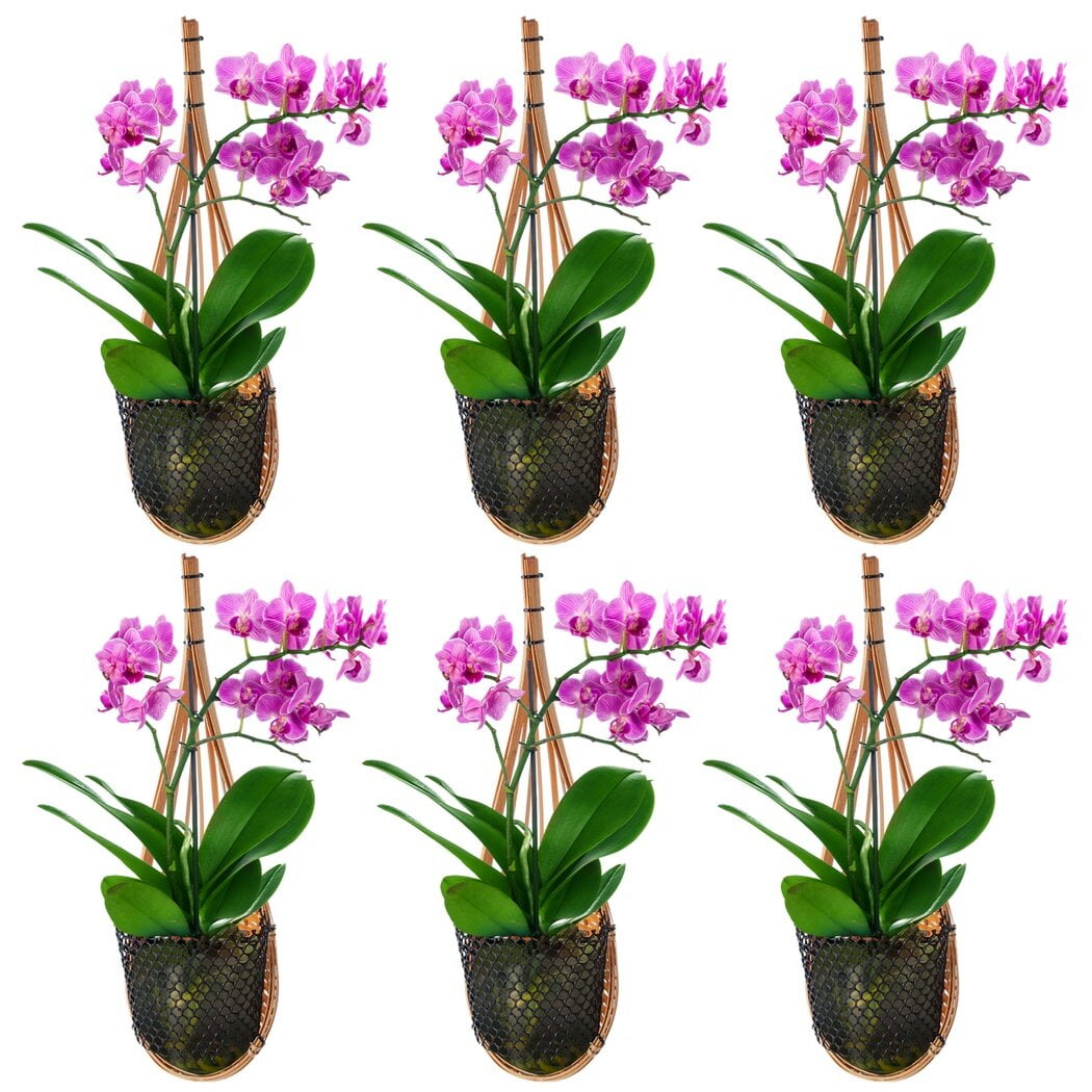 Click here for Bangcool 6pcs Hanging Orchid Baskets  Orchid Flowe... prices