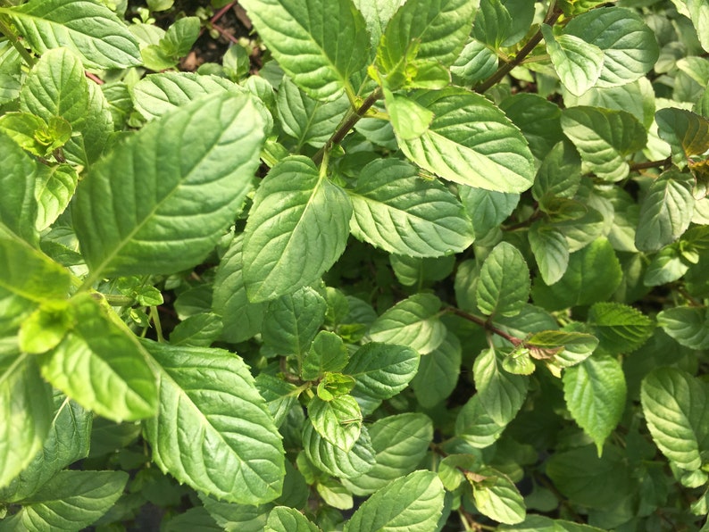 3 Orange Mint Plant Herb - Hardy Perennial - 4" Pot - Walmart.com