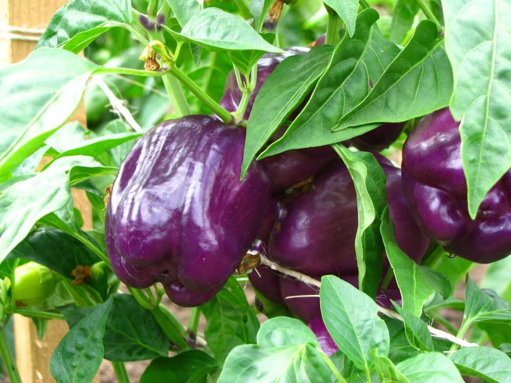 Purple Beauty Pepper Seeds to Plant - 100+ Seeds - Versatile Pepper for ...