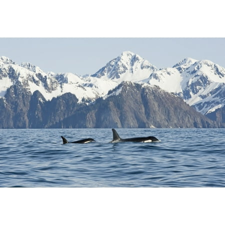 killer whale, or orcas, Orcinus orca, cow and calf swimming in ...