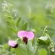 Austrian Field Pea Cover Crop Seeds - 50 Lbs Bulk - Nitrogen Fixing ...