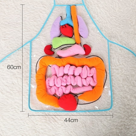 Educational Insights Toys Children Anatomy Apron Human Body Preschool ...