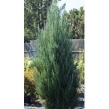 Juniper Scopulorum, Skyrocket Evergreen Tree, 4 Inch Pot, Lot of 12 ...