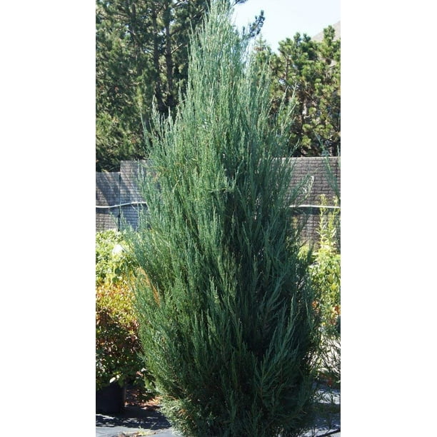 Juniper Scopulorum, Skyrocket Evergreen Tree, 4 Inch Pot, Lot of 12 ...