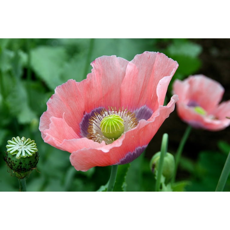 Papaver Orientale Pods