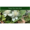 10 Rare Tropical SEEDS- Litsea monopetala -Meda- Very Rare - Walmart.com