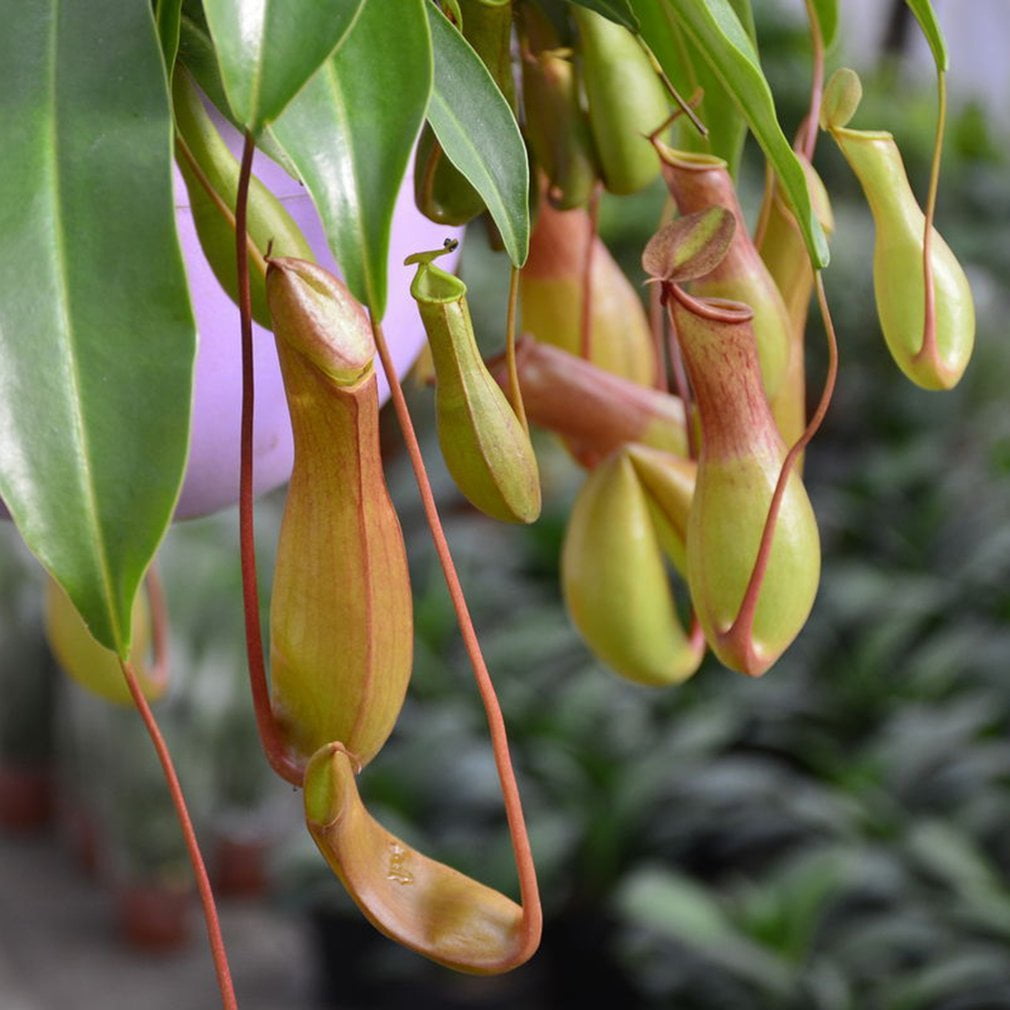 Natural Nepenthes Mira Seeds Balcony Patio Bonsai Plant Seeds for Home ...