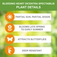 Garden State Bulb Bleeding Heart Dicentra Spectabilis, Bare Roots (Bag ...