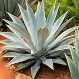 20 White Ghost Agave Seeds for Planting - Agave hiemiflora - Walmart.com