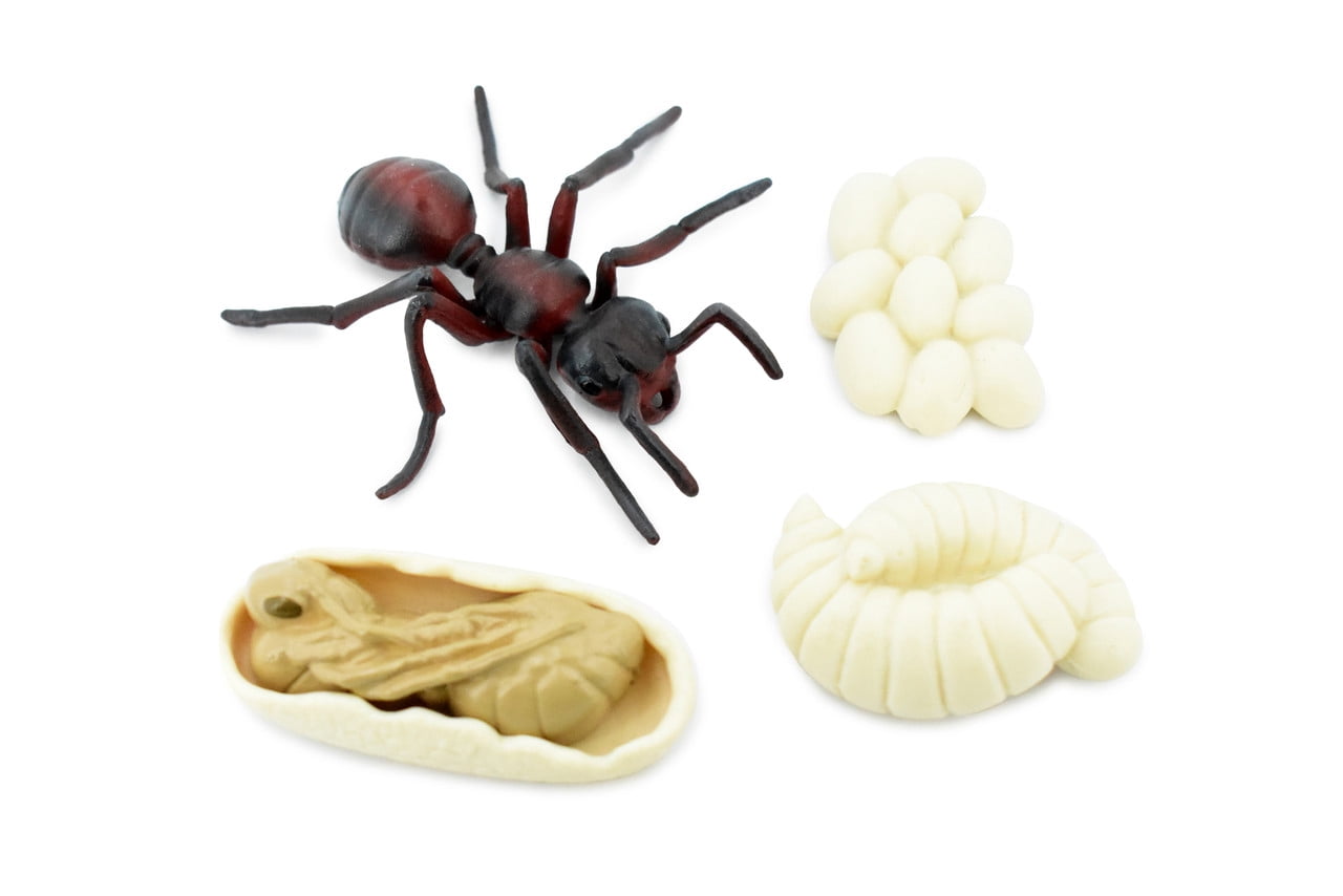 Ant, Life Cycle of a Red Ant, 4 Stages, Museum Quality, Hand Painted ...