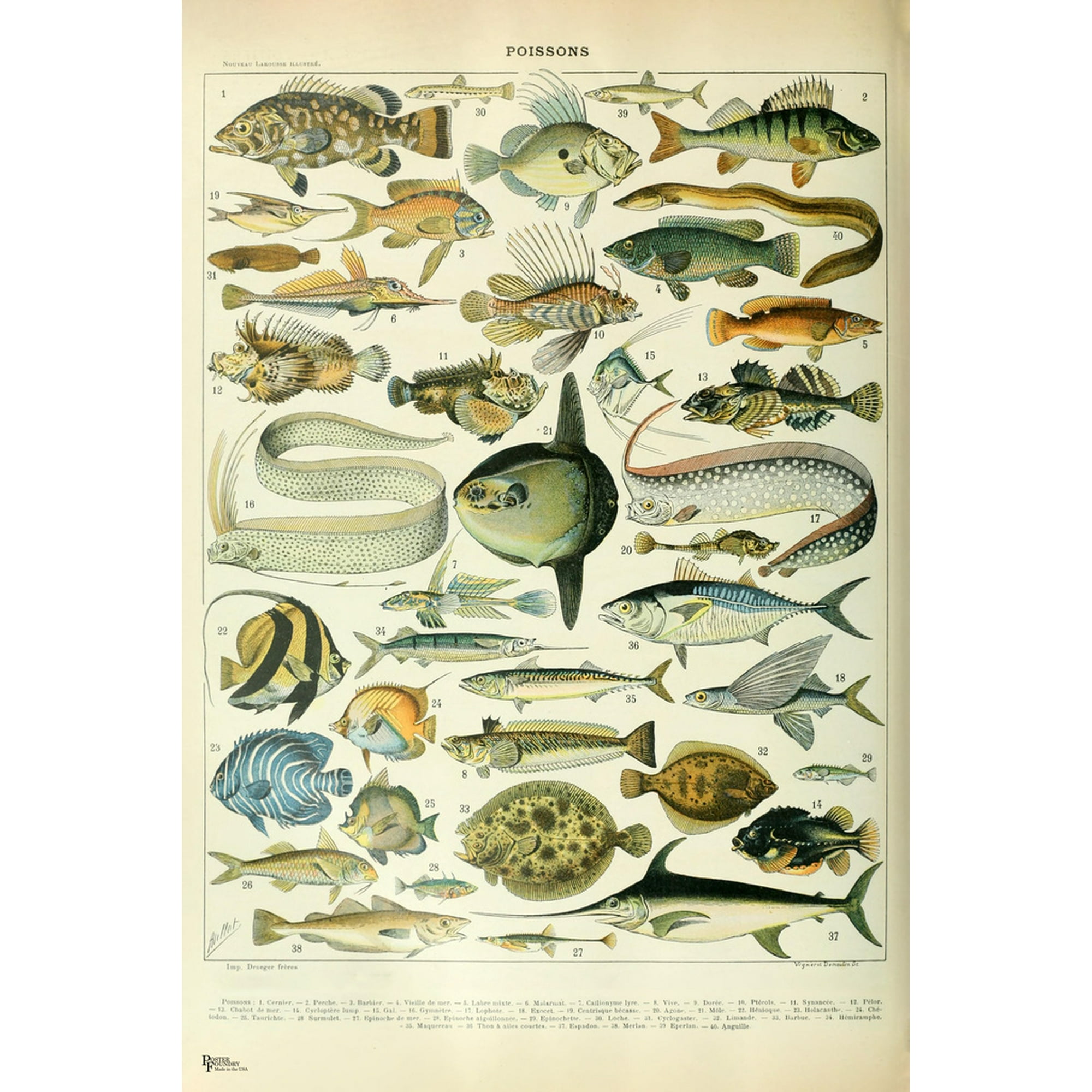 Ocean Sea Creatures Posters