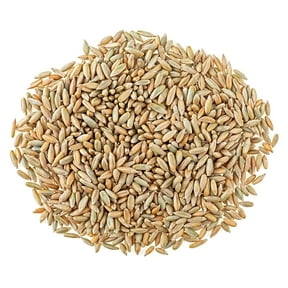 CZ Grain Authentic 6 Fresh Chestnut Tree Seeds for High Yield Planting ...