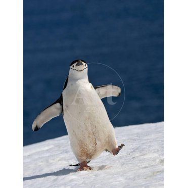 Polar Bear on ice, Animals World Culture Unframed Photographic Print ...