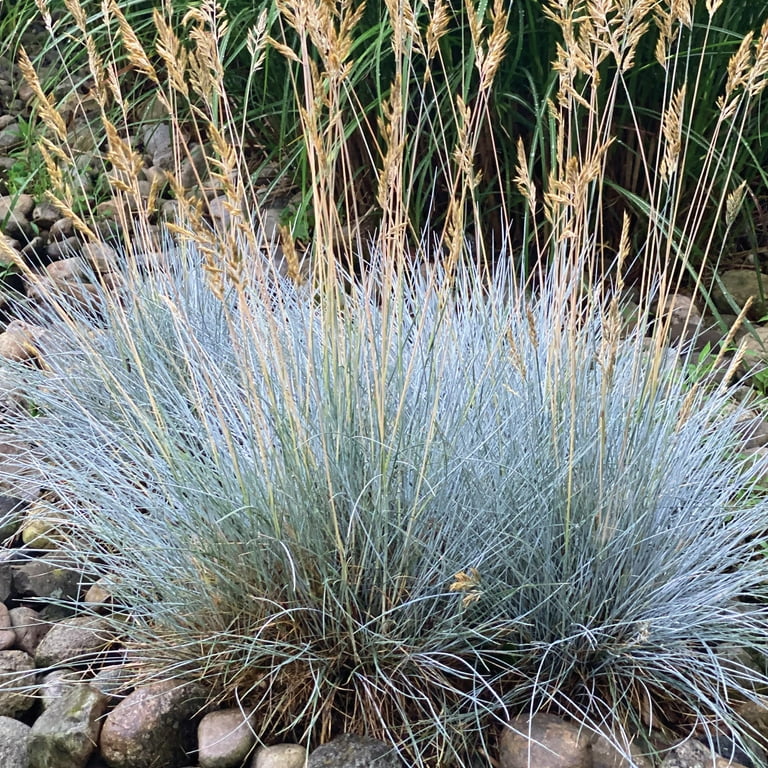 Blue Fescue Ornamental Grass