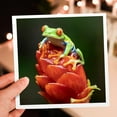3drose, Red Eyed Tree Frog, 6 Greeting Cards with Envelopes - Walmart.com