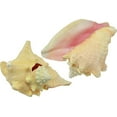 The Seashell Extra Large Conch Shell Natural Pink Decoration, “Set of 3 ...