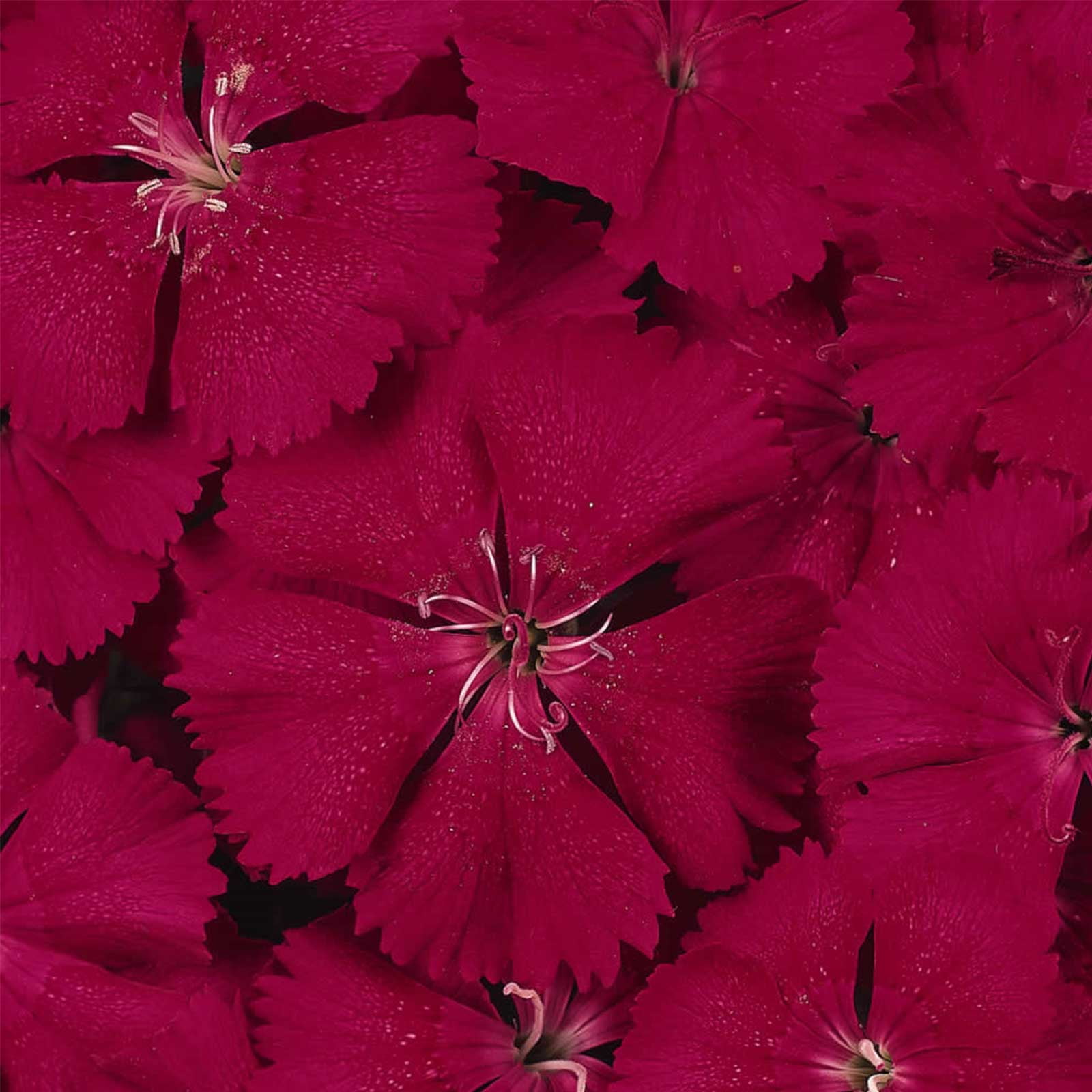 Dianthus Floral Lace Series Flower Seeds - Cherry - 100 Seeds - Annual ...