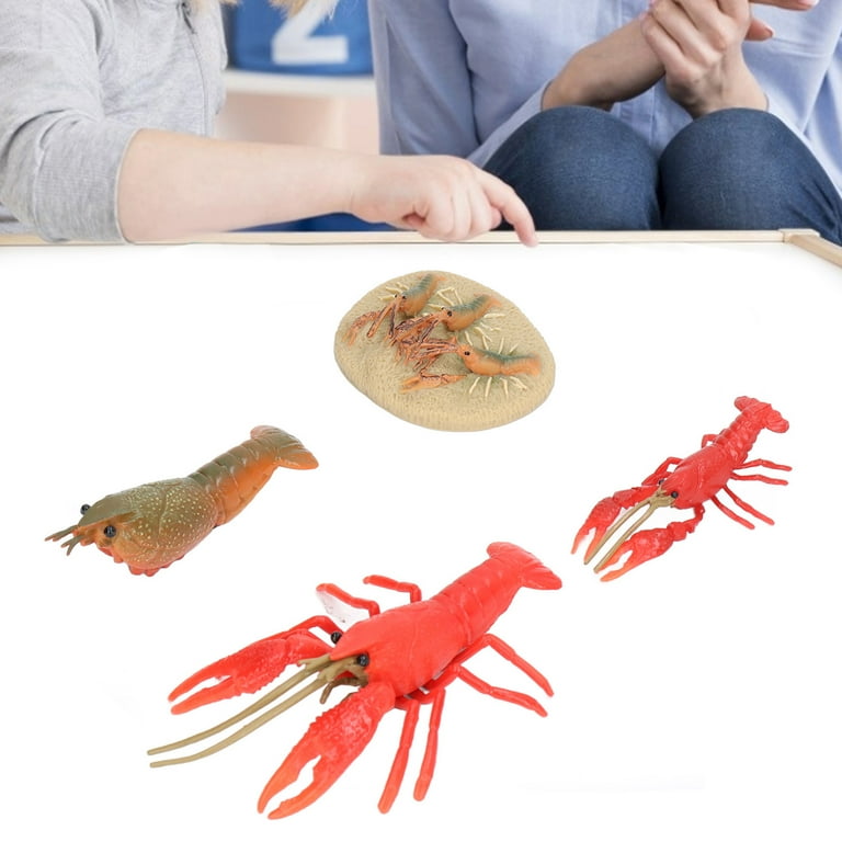 Crayfish Life Cycle For Kids