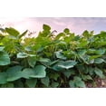 50 Seeds Organic SMALL RED BEAN Phaseolus Vulgaris Vegetable Seeds ...