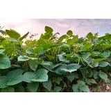 50 Seeds Organic SMALL RED BEAN Phaseolus Vulgaris Vegetable Seeds ...