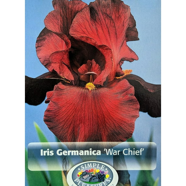 War Chief German Bearded Iris - Top Size Rhizome - Walmart.com