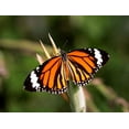 Real Butterfly specimen Dragonfly insect original butterfly without ...