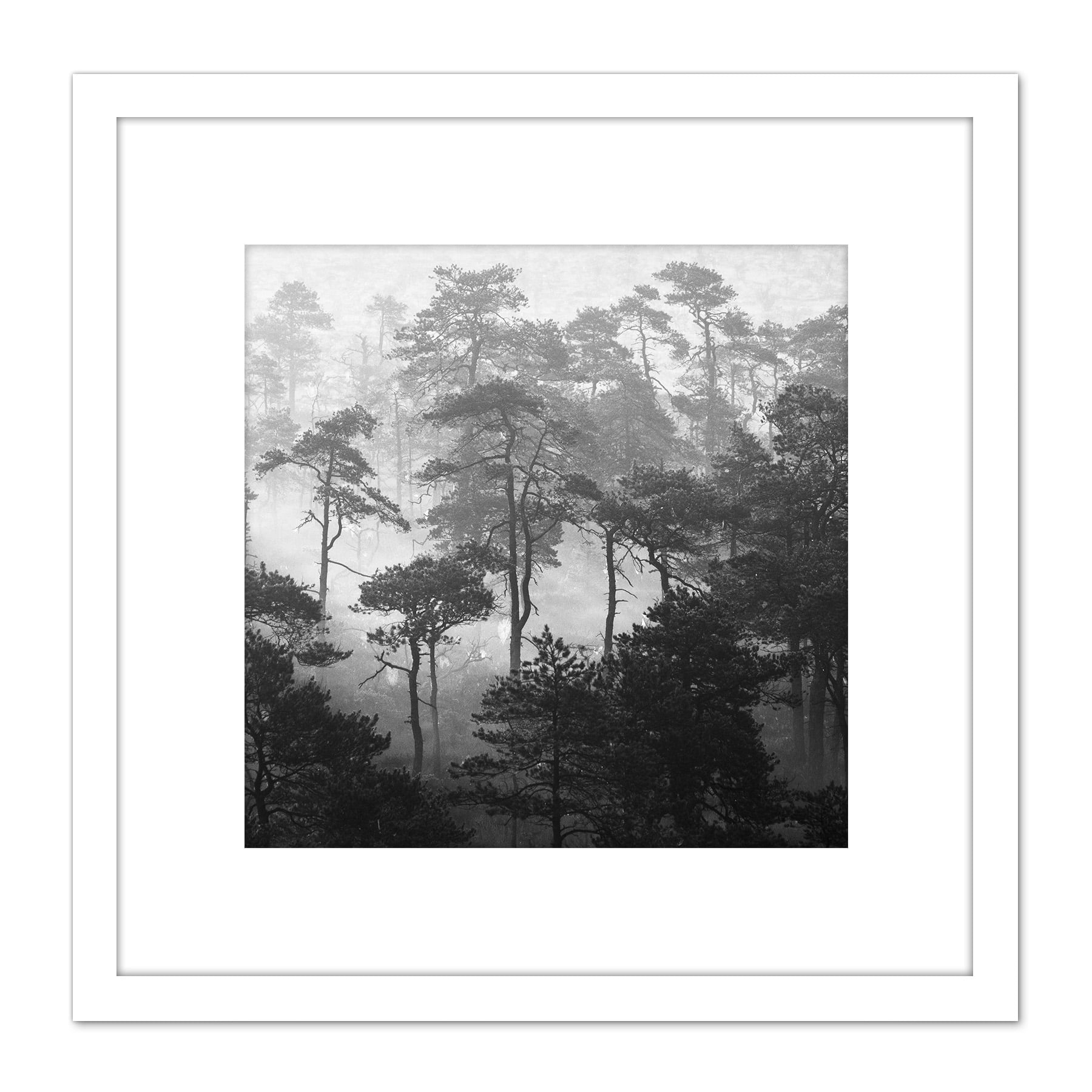 Oja Lindi Nature Reserve Estonia Forest Trees Photo 8X8 Inch Square ...