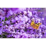 20 DWARF MUNSTEAD LAVENDER Blue English Lavandula Angustifolia Munstead ...