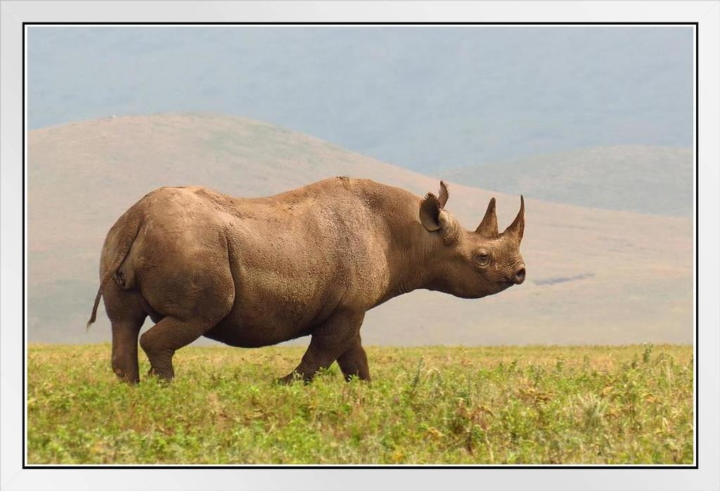 Black Rhinoceros Rhino on Savannas of Ngorongoro Conservation Area ...