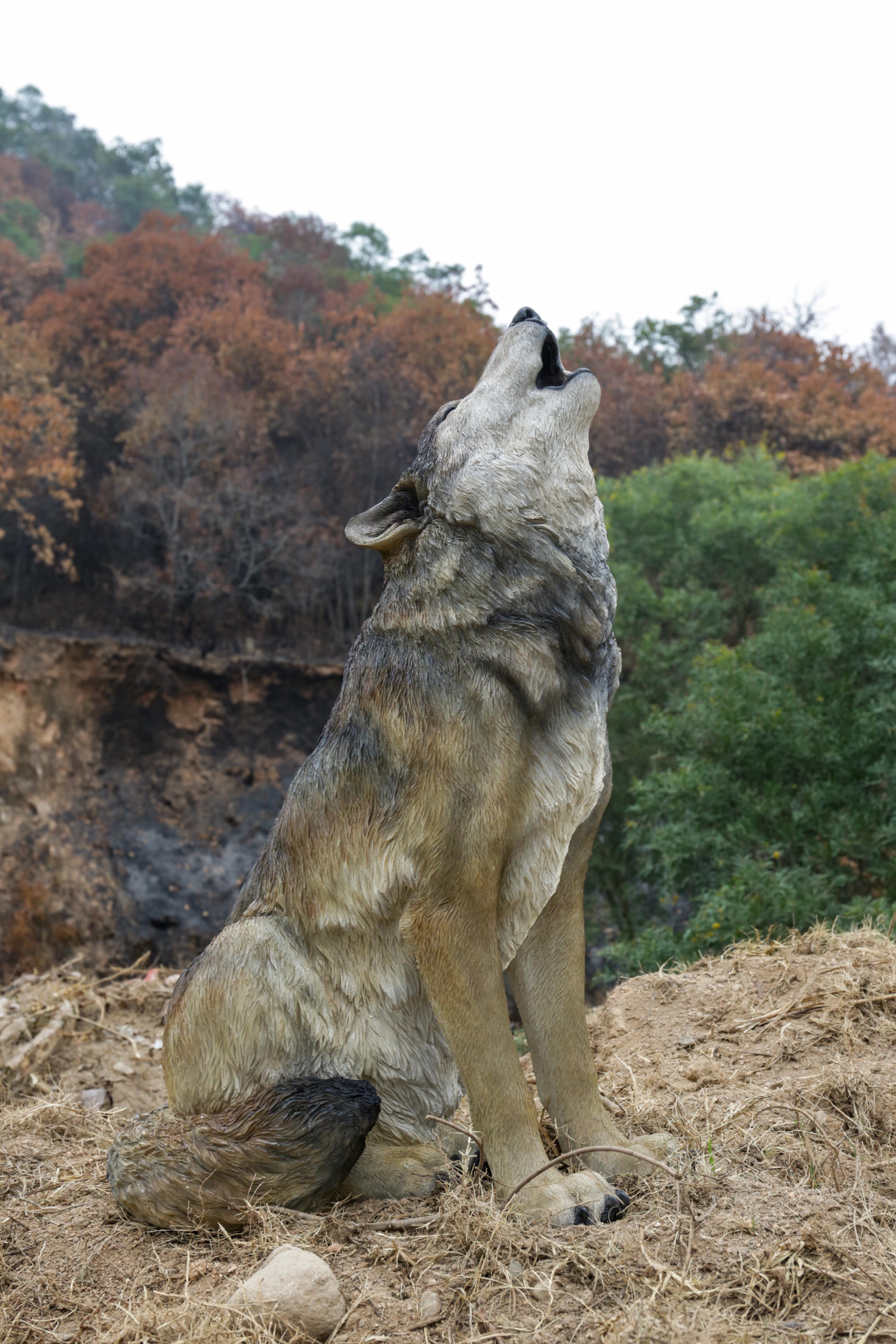 Hi-Line Gift Ltd. Large Wolf Statue - Walmart.com