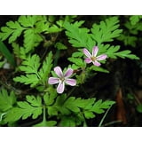 Lime Scented Leaf Geranium - Grow Indoors or Out - Live Plant - Quart ...