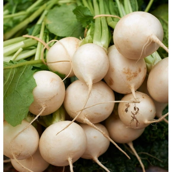 Turnip Seeds