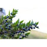 20 TRUE MYRTLE Myrtus Communis aka Common & Sweet Myrtle Fragrant White ...