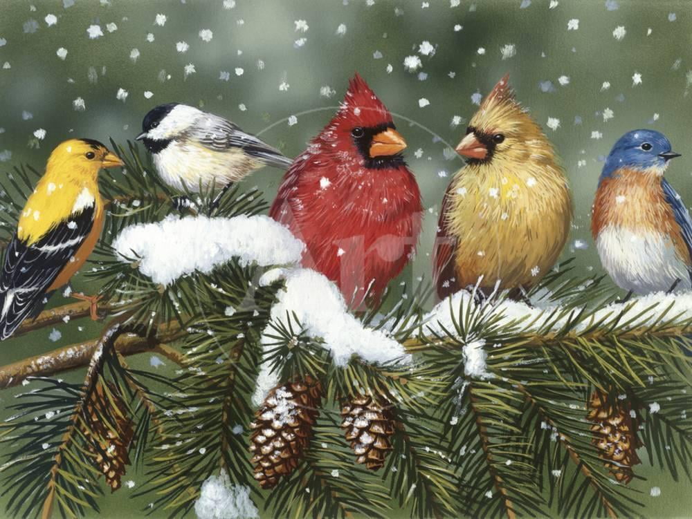 Backyard Birds on Snowy Branch, Animals Scenic Seasons Unframed Giclee ...