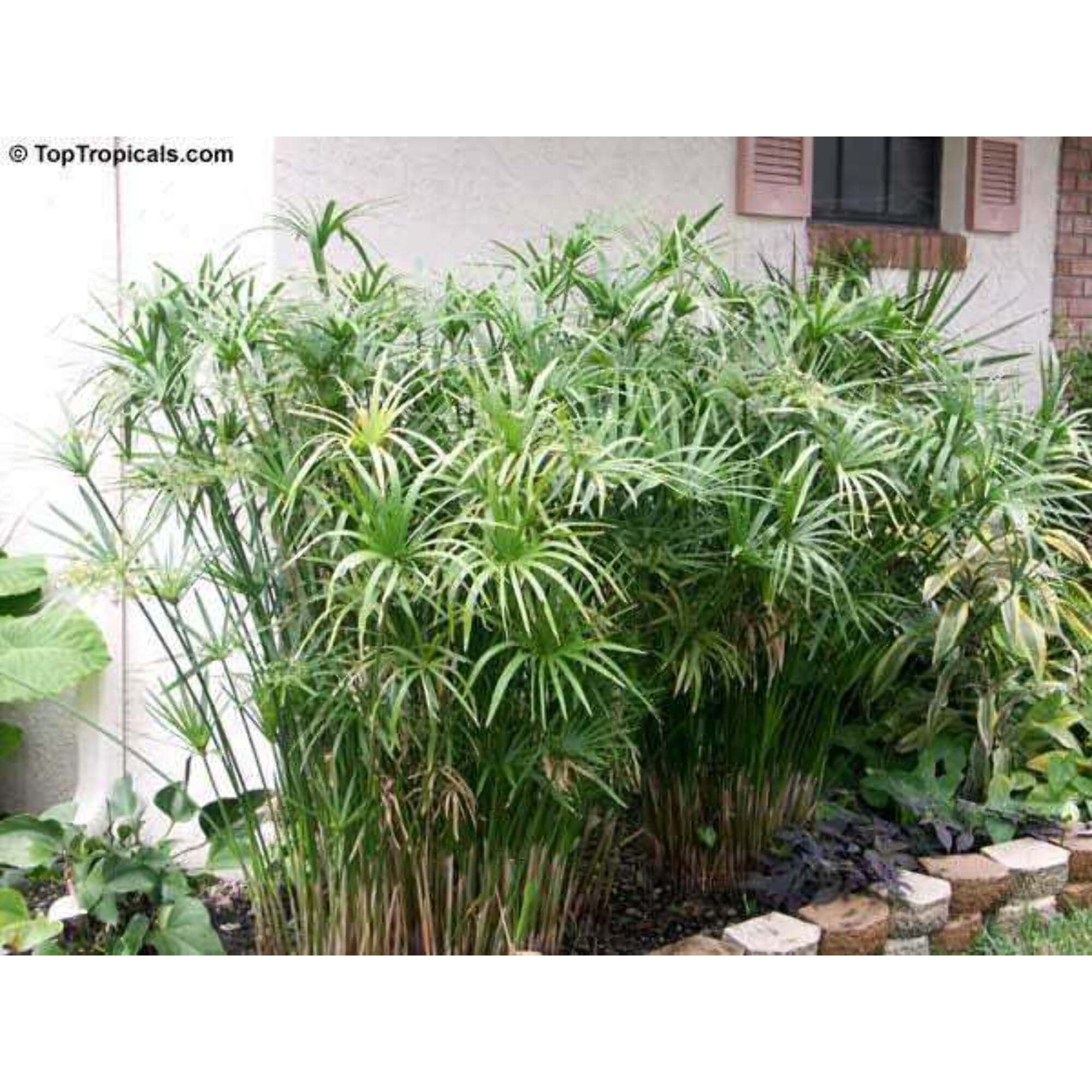 Click here for Seedville Usa 50 Umbrella Plant Cyperus Alternifol... prices