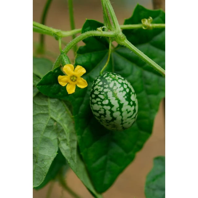 50 Mouse Melon Seeds | Grow This Exotic and Rare Garden Fruit ...