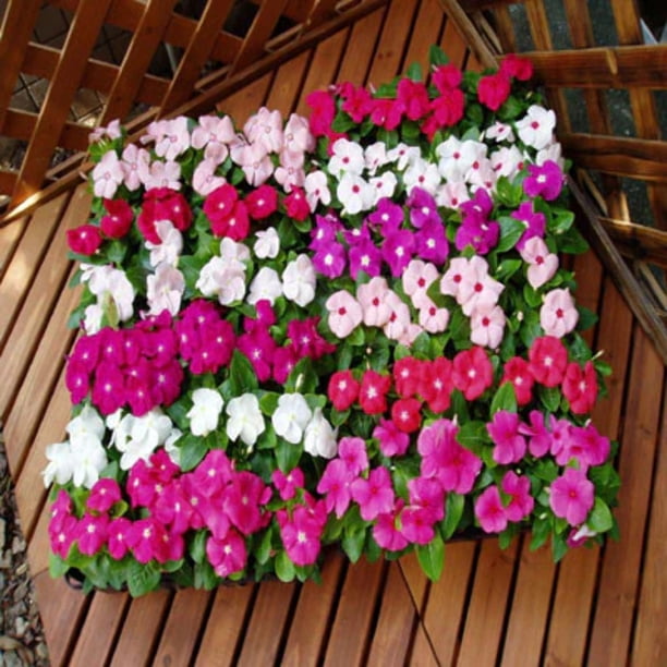 Annual Vinca Colors