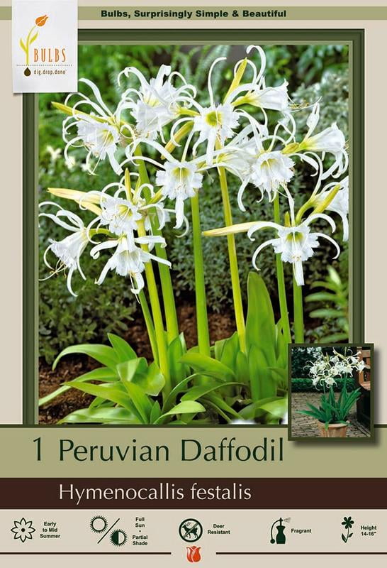 Peruvian White Daffodil Bulb - Hymenocallis festalis - Unusual Bloom ...