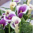 Calla Lily for Planting-(Non-Artificial)-Easy to Grow & Quick-Perennial ...