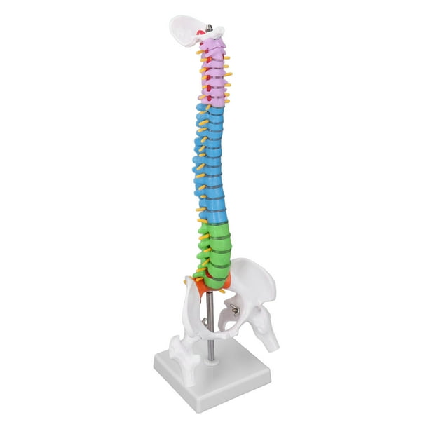 Human Spine Model PVC 45cm/17.7in Flexible Scientific Anatomical Human ...