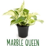 Live Pothos Plants 4pk Indoor Houseplants with Variegated Foliage ...
