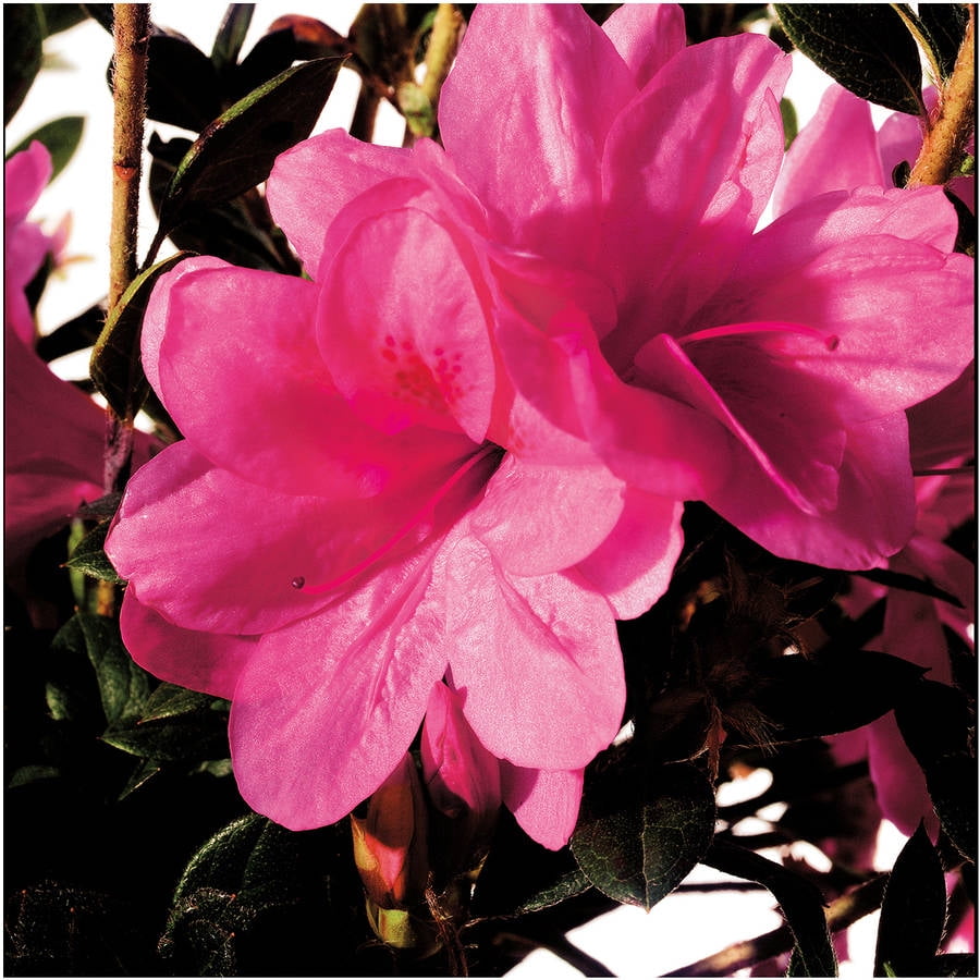 Encore Azalea Autumn Empress (3 Gallon) Pink Flowering Shrub - Full Sun ...