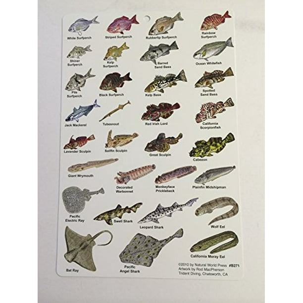 Trident Fish I.D. Card - The Inshore Fish of The Pacific Northwest ...