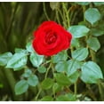5 Double Planting Red Rose Rosa Bush Shrub Perennial Flower Seeds ...
